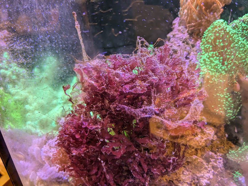 Be careful growing macroalgae in a nano | Reef2Reef