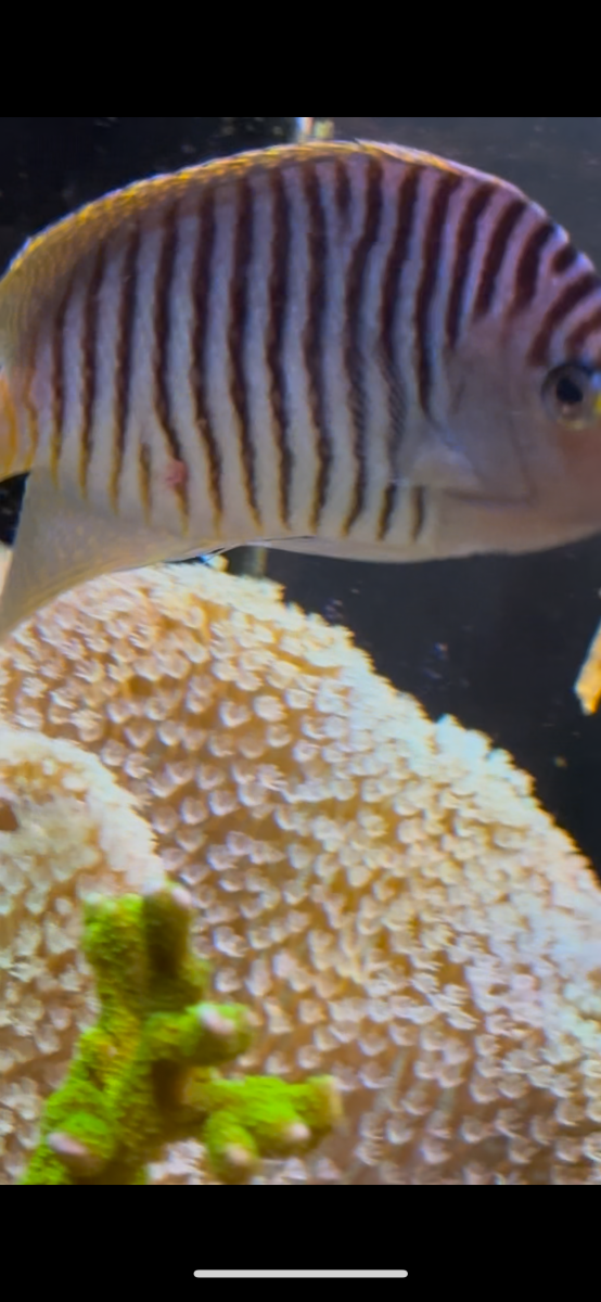 Introducing susceptible fish into display with Uronema? | Reef2Reef
