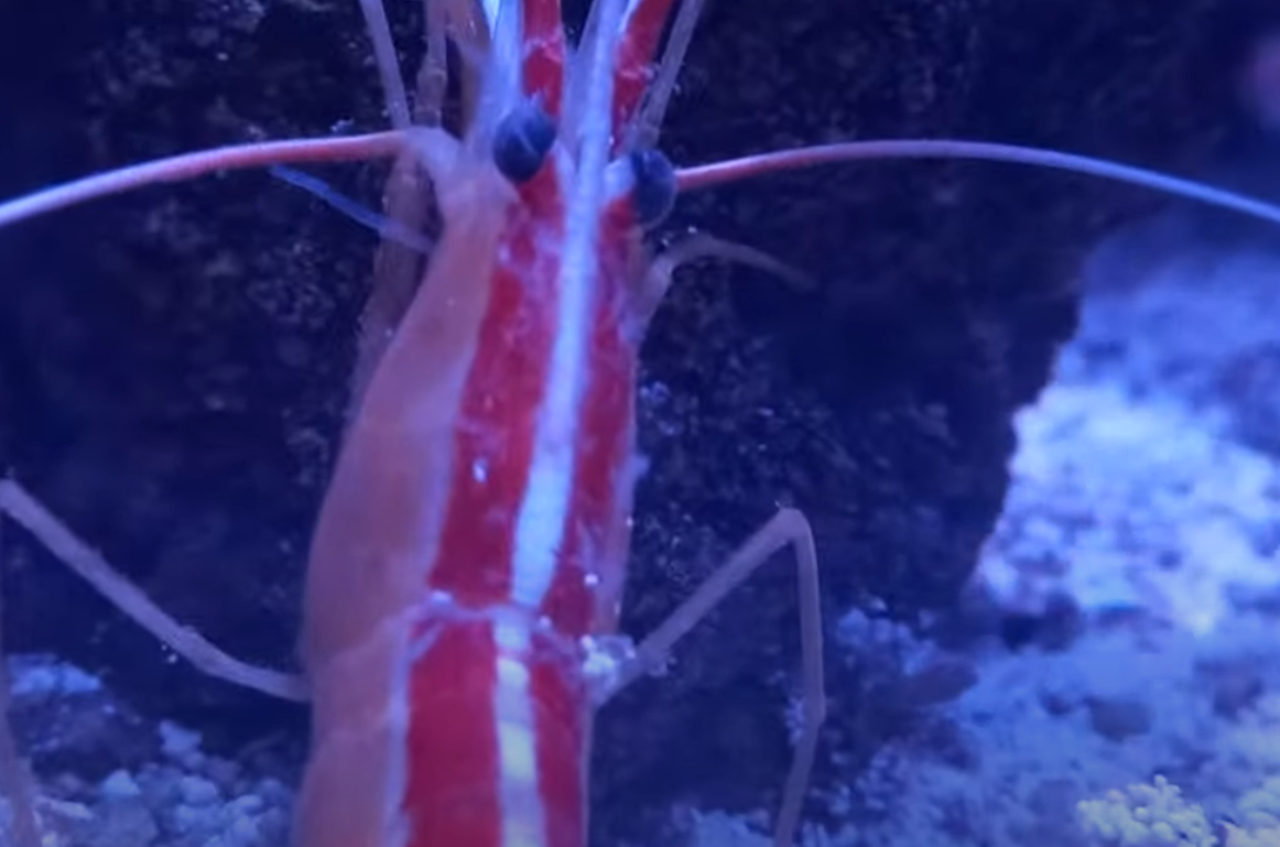 Random Cleaner Shrimp Death | Reef2Reef