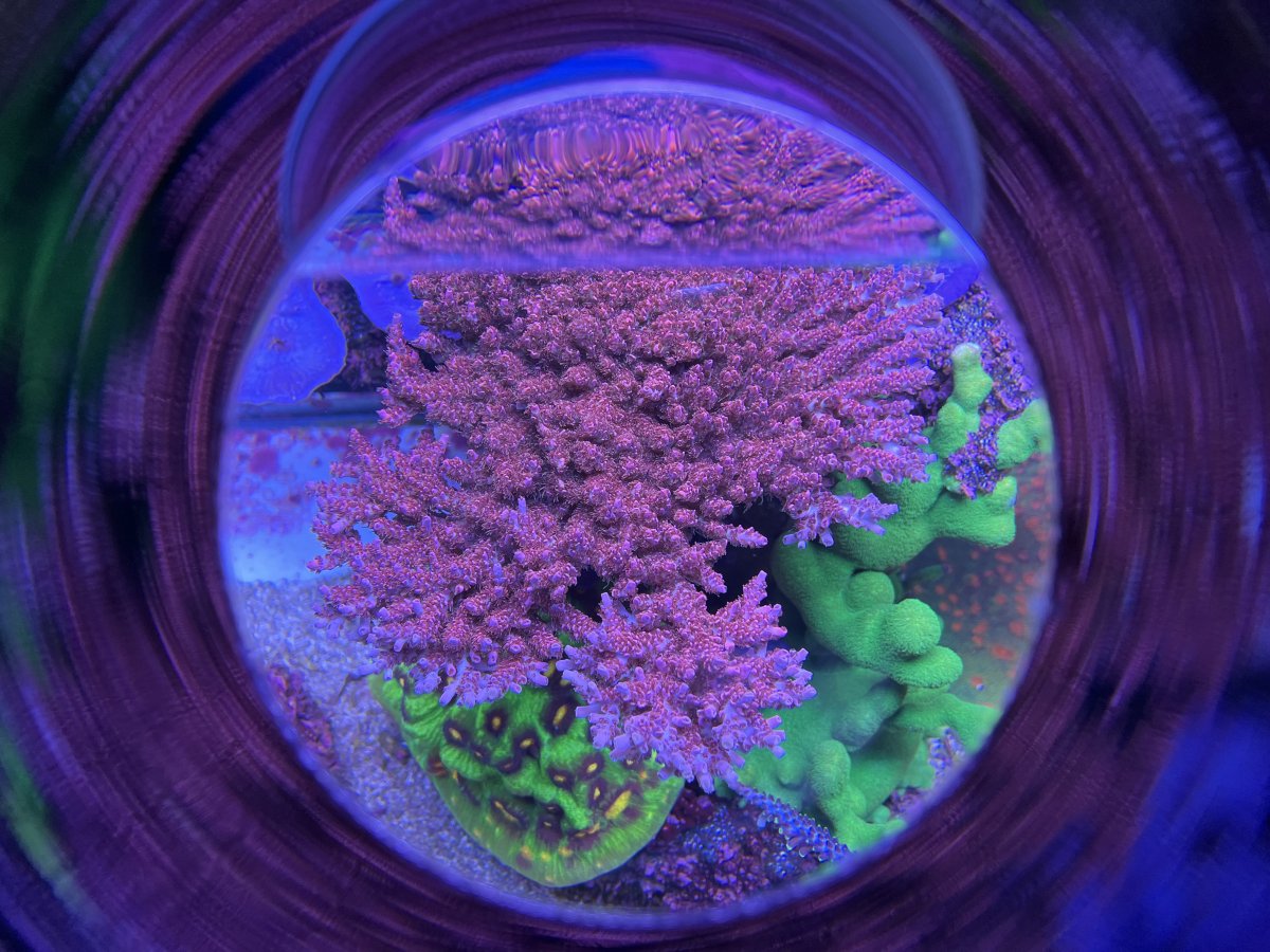 The Official "Full Spectrum SPS Stunners" Thread/Database | Reef2Reef