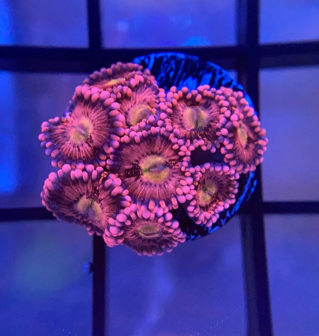 Live Goods - SPONSOR - Zoas - Great Owls, Queen Kraks, Wolverines and ...