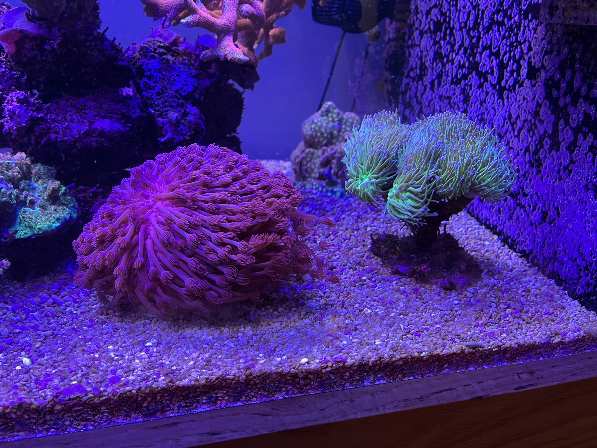 Build Thread - Old School SPS Reef v5.0 | Page 7 | Reef2Reef