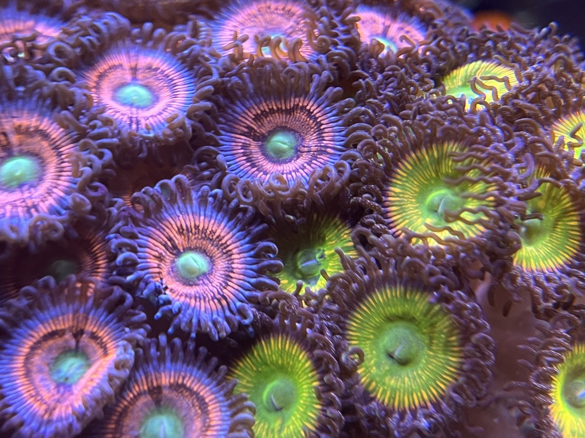 Soft coral growth rate and pH | Reef2Reef
