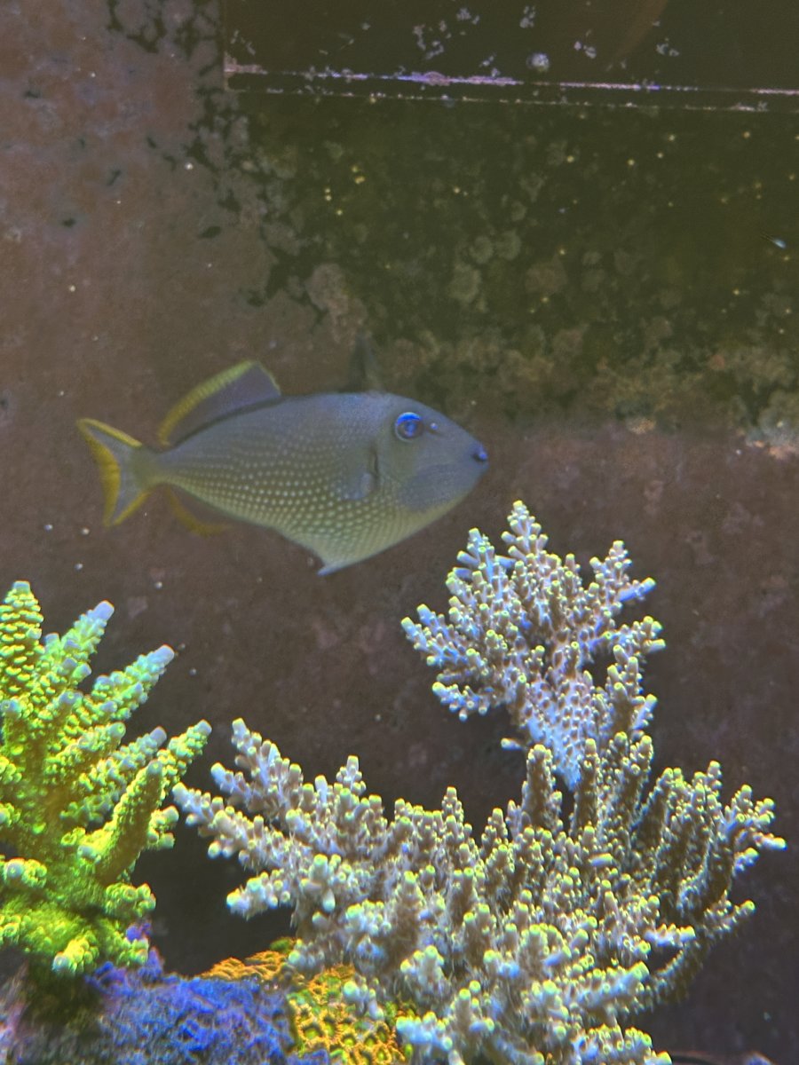 Blue Throat Trigger feeding Advice | Reef2Reef