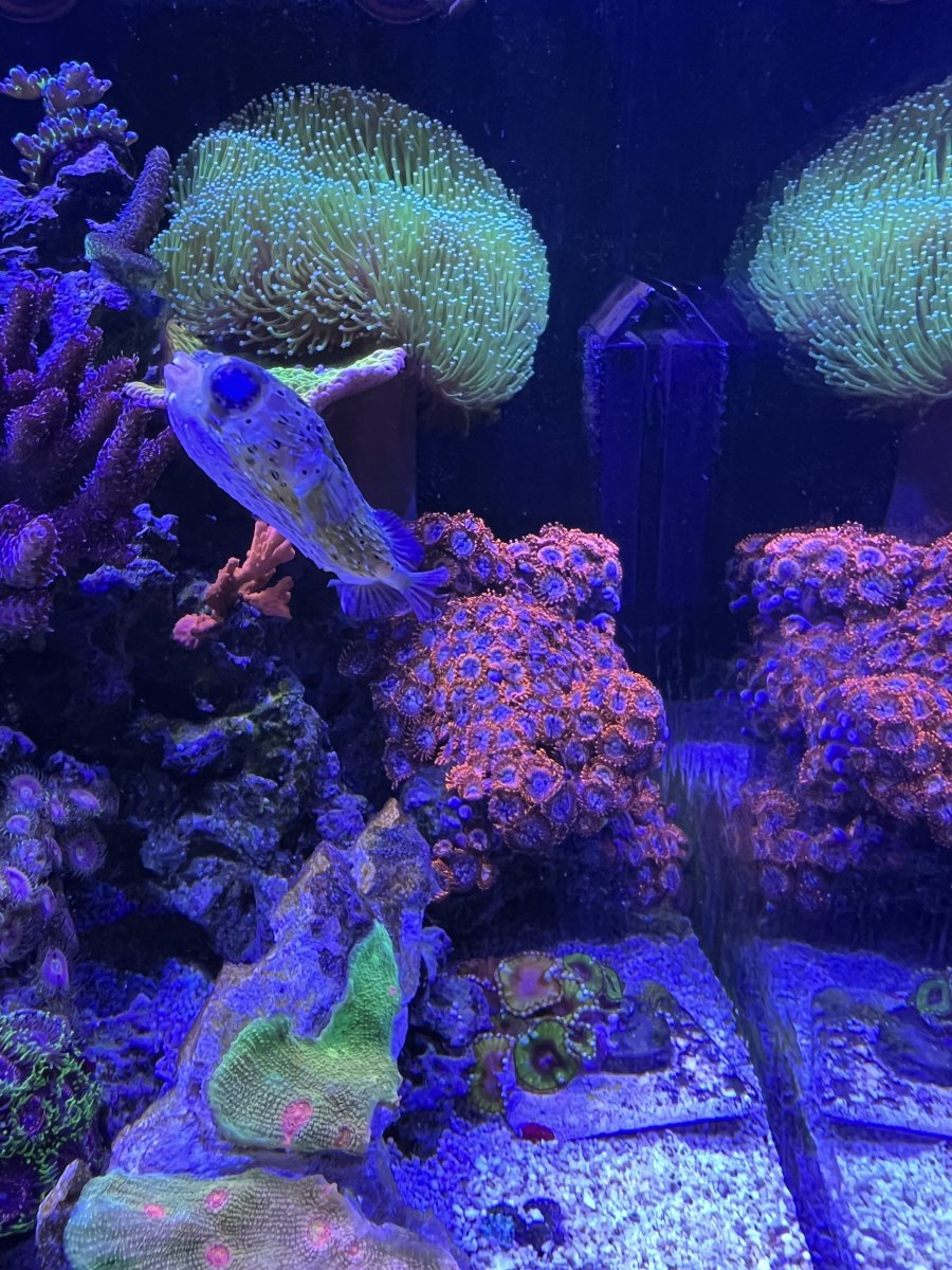 Who has the best looking zoa on here! Share with all of us! | Page 5 ...
