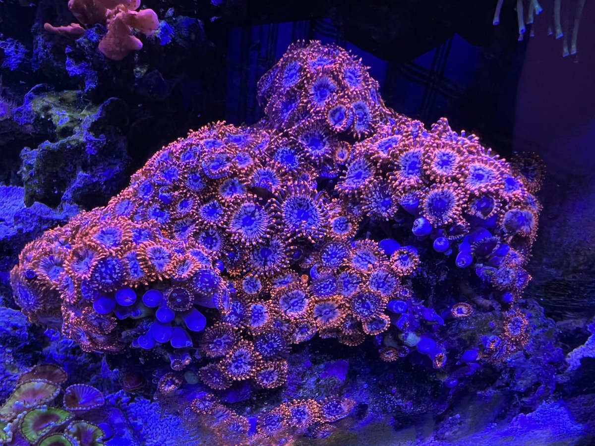 Who has the best looking zoa on here! Share with all of us! | Page 5 ...