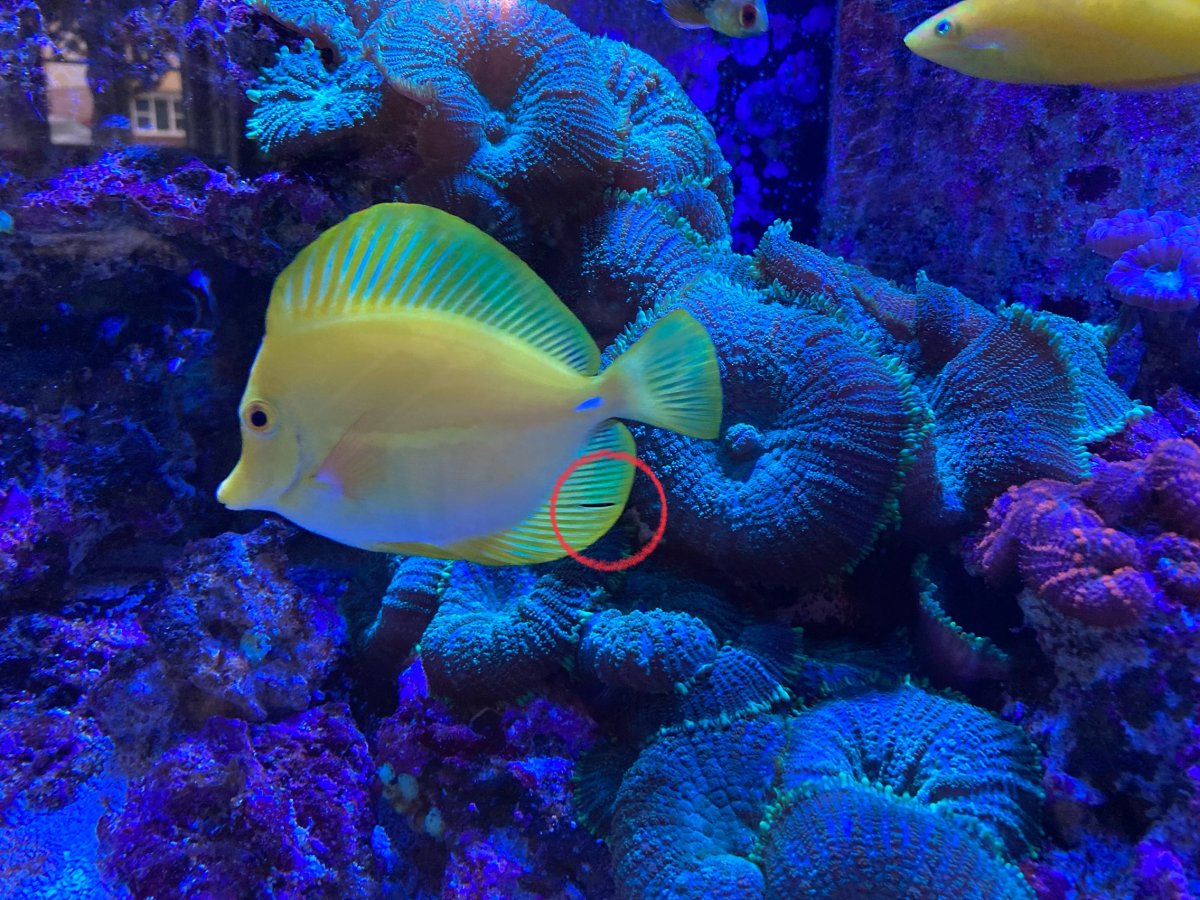 Yellow tang with separated fin | Reef2Reef