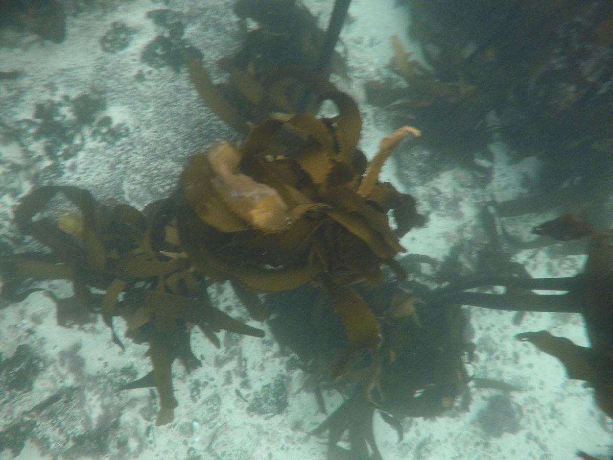 The Great African Sea Forest!! | Reef2Reef