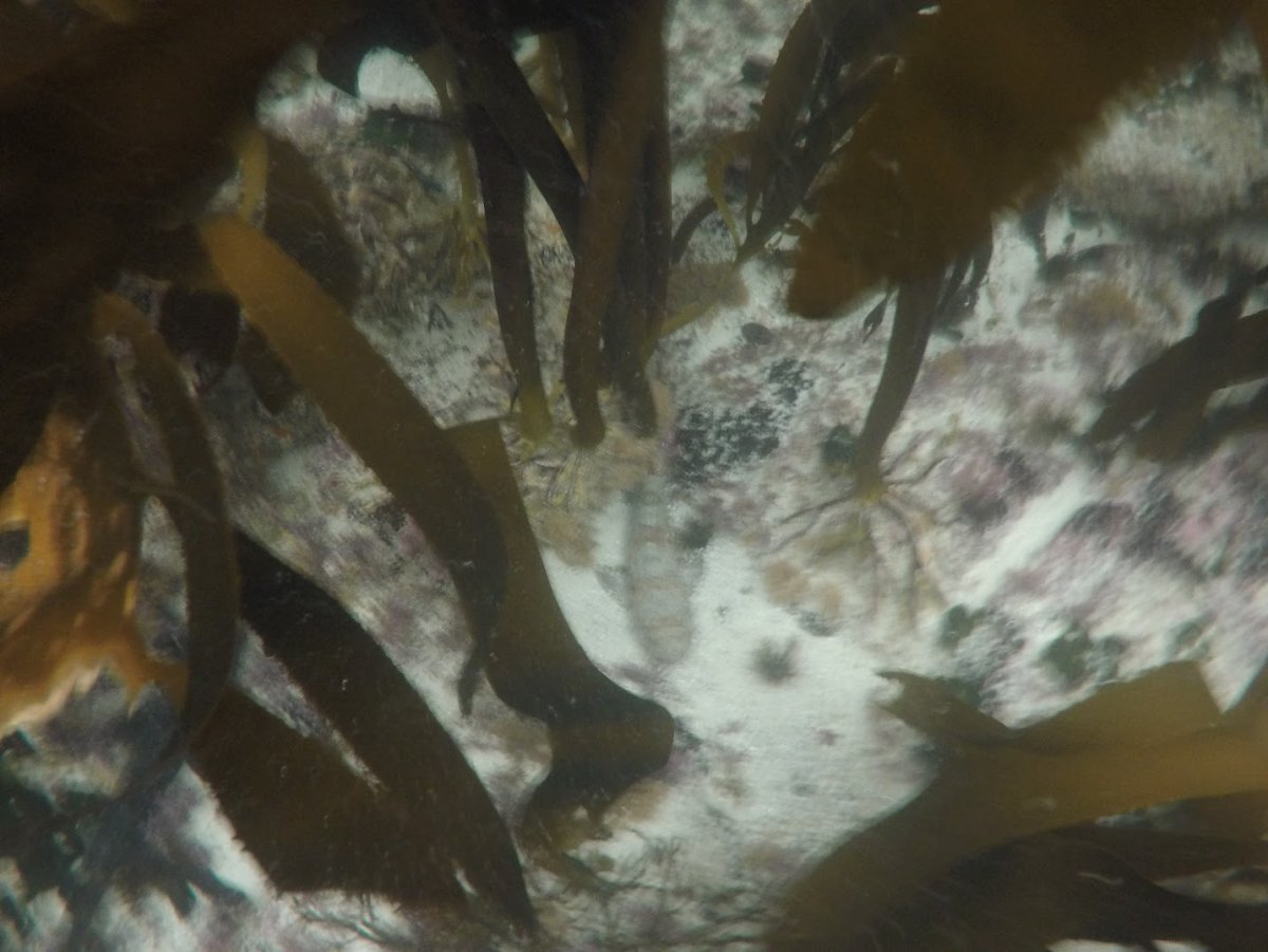 The Great African Sea Forest!! | Reef2Reef