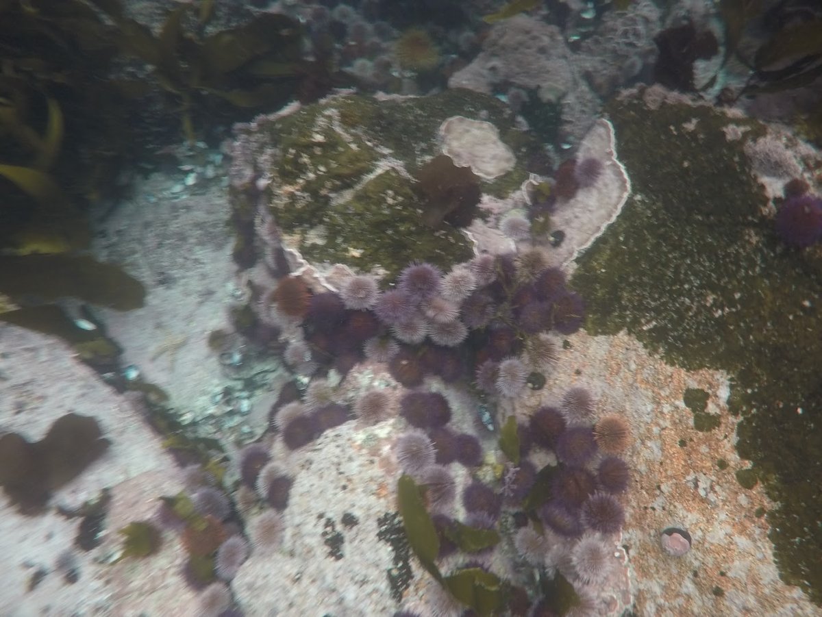The Great African Sea Forest!! | Reef2Reef