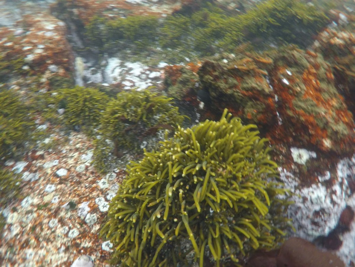 The Great African Sea Forest!! | Reef2Reef