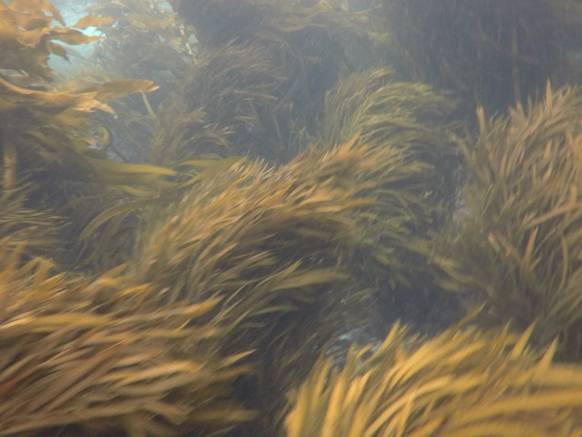 The Great African Sea Forest!! | Reef2Reef
