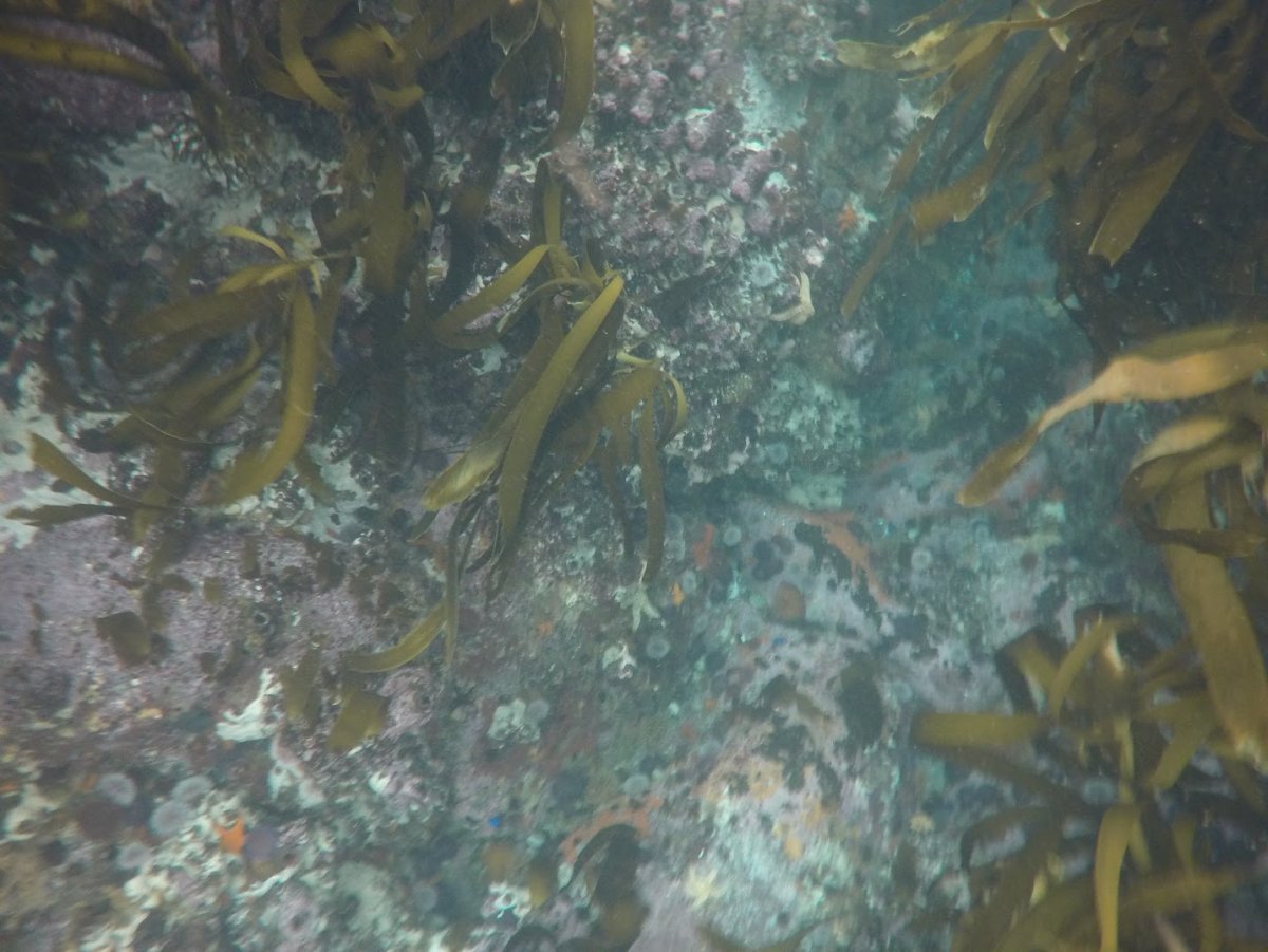 The Great African Sea Forest!! | Reef2Reef