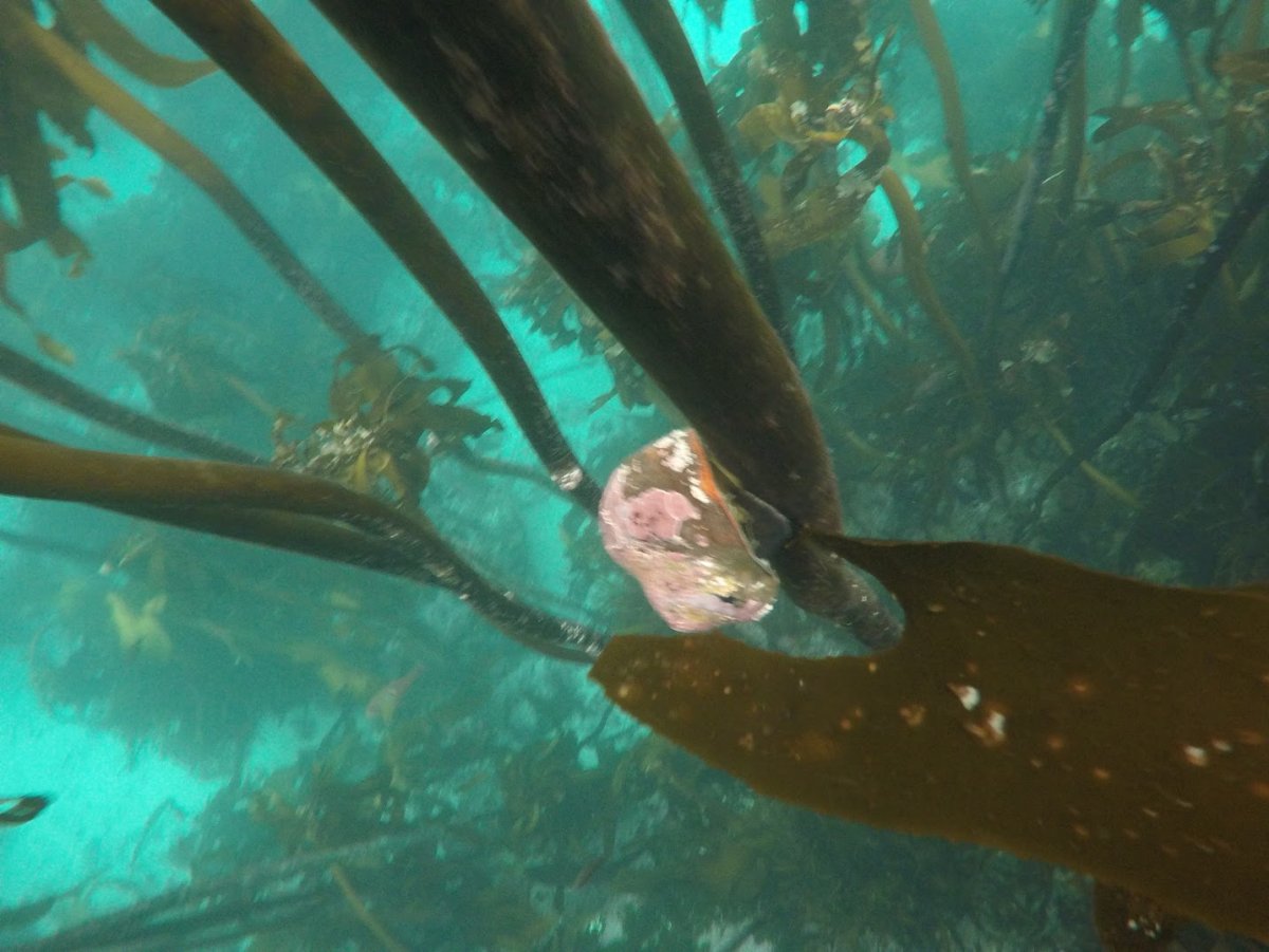 The Great African Sea Forest!! | Reef2Reef