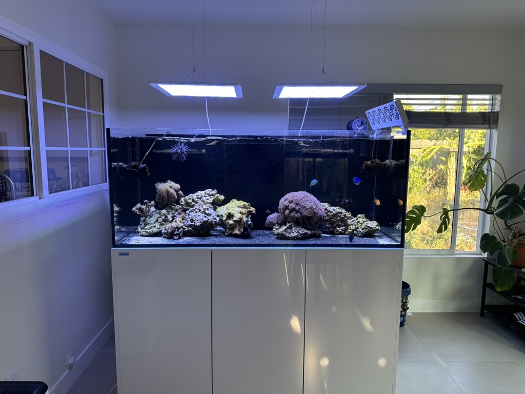 Clown Fish White Face and Lower Lip | Reef2Reef