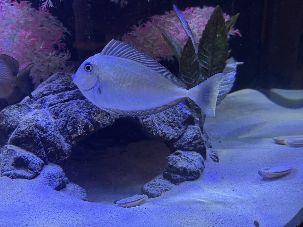 Vlamingii Tang Bump on its head | Reef2Reef