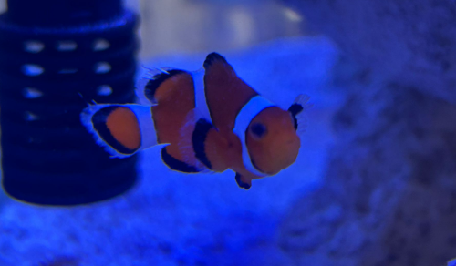 EMERGENCY - Pair of clownfish with Brook, Ich or something else ...