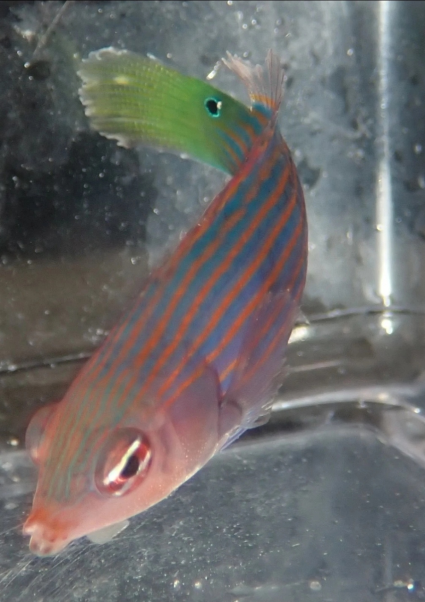 Florida - Live Goods - SPONSOR - Reef Safe Wrasses, All $60-Six-Line ...