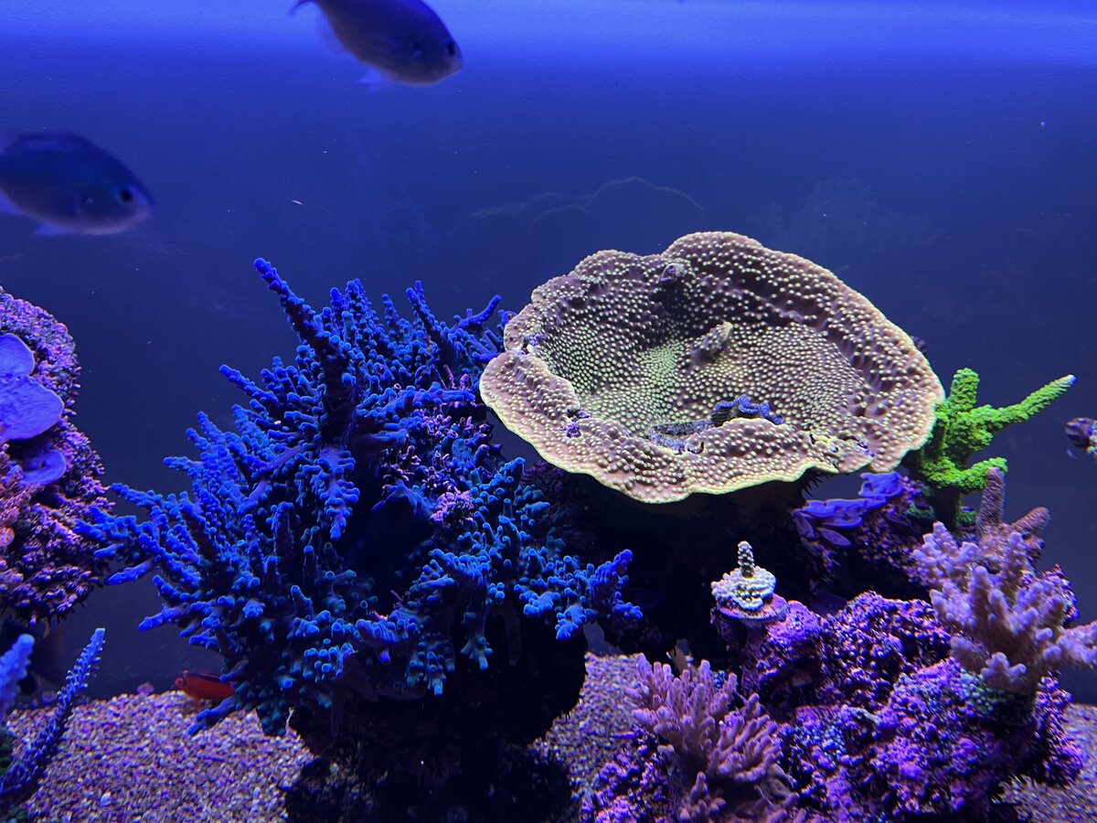Oregon Tort: A True Survivor | Reef2Reef