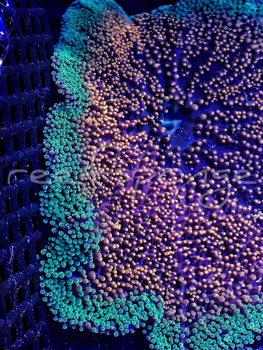 ~ Rainbow Haddoni ~ | Reef2Reef