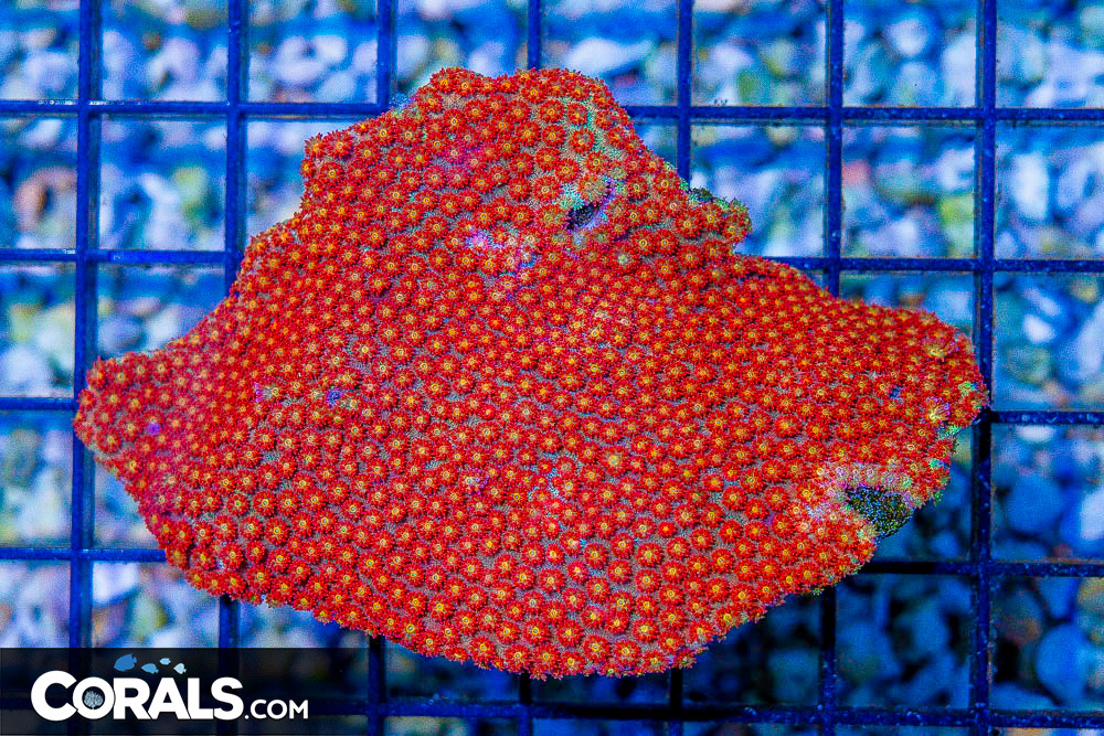 **FIRE NEW CORAL DROP** Colonies, Anemones, and Collector's Corals ...
