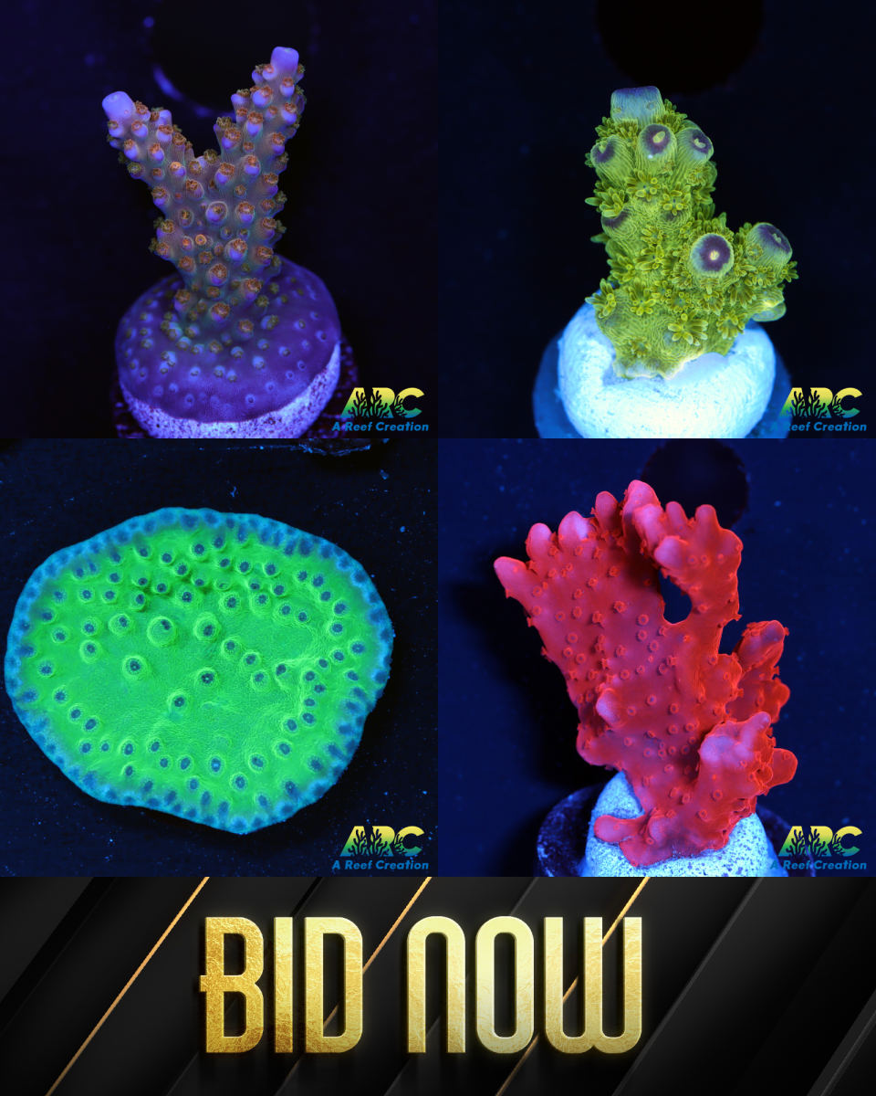 A Reef Creation | Auctions All Week! | Reef2Reef