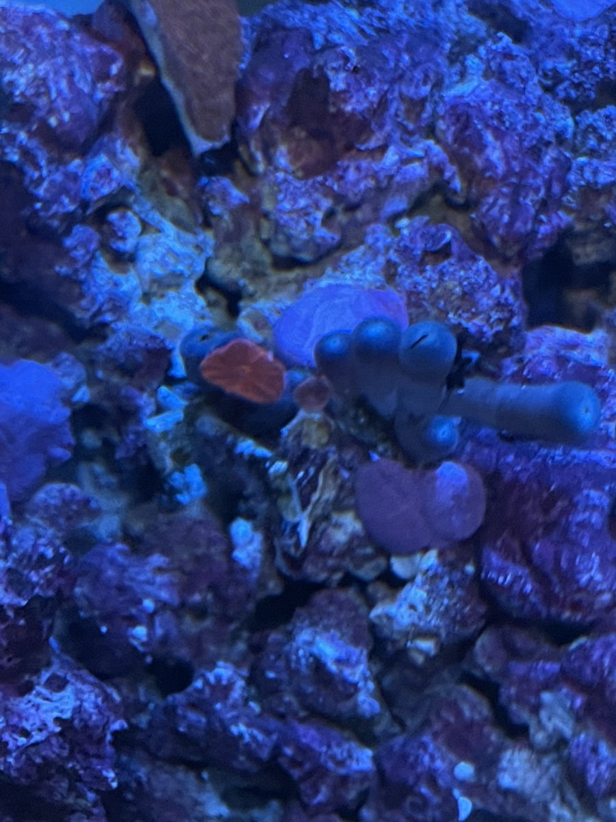 Coral ID | Reef2Reef