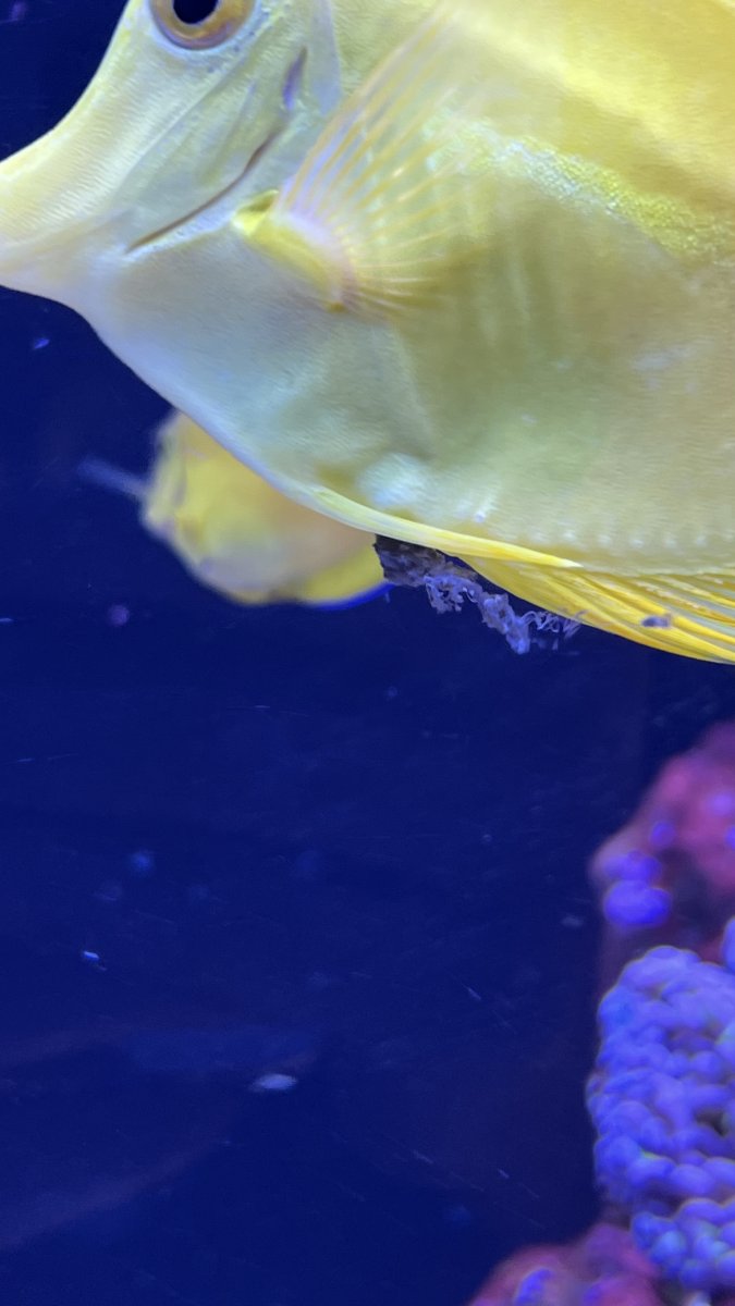 What’s the treatment for bacterial infections in reef tank? | Page 3 ...