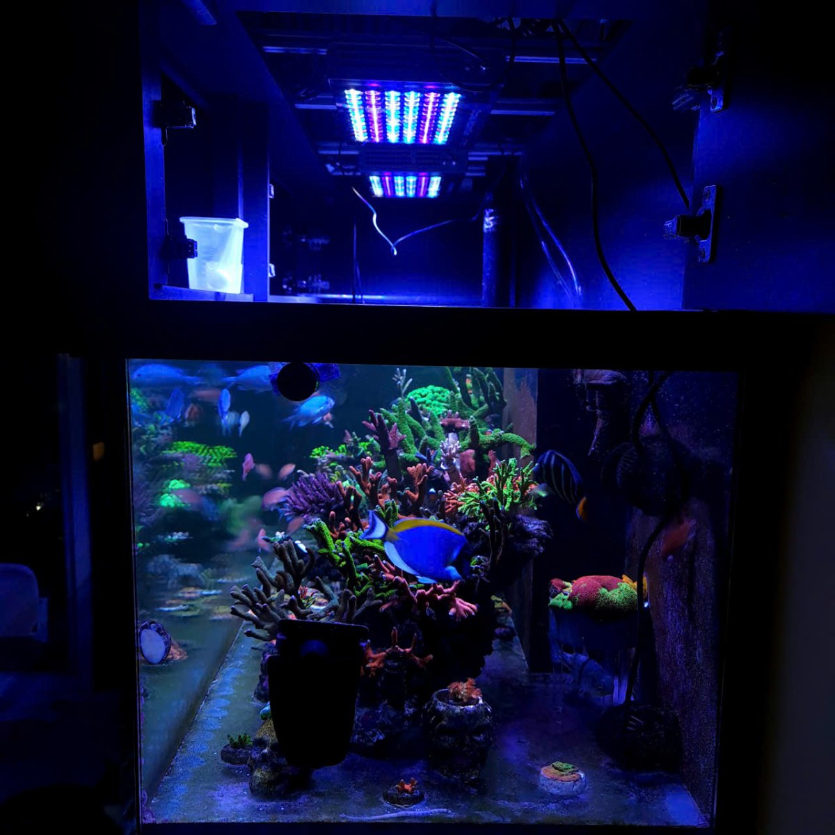 Show me your polluted tanks: High Po4 High No3 | Page 6 | Reef2Reef