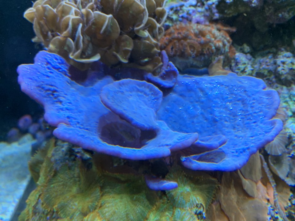 What are the best blue soft corals? | Reef2Reef
