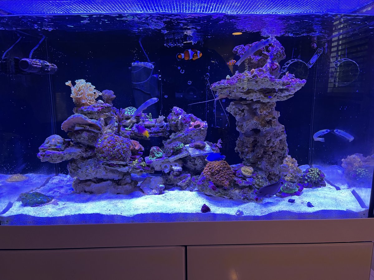 Need advice on tank brands. Purchasing new tank this month. | Page 3 ...