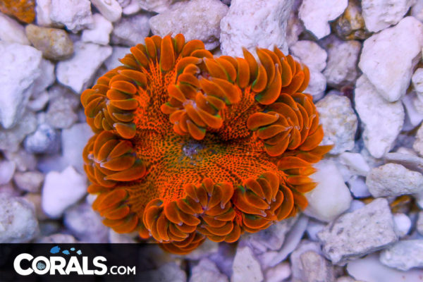 HOT Ultra Rock Flower Anemones! We just LOADED the site with WYSIWYG ...