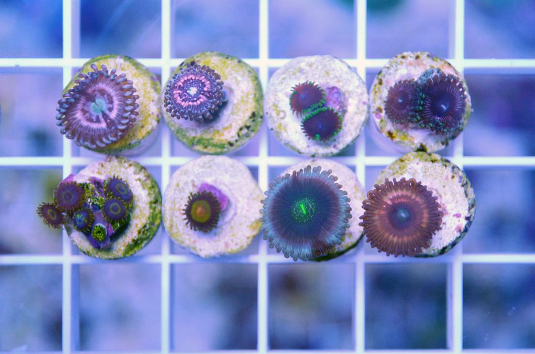 Mixed zoa and paly pack - KH sunburst, JF Acid reflux, etc... | Reef2Reef