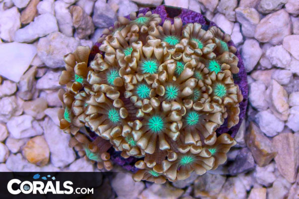 Top 10 Coral Picks of the Week! ~Corals.com | Reef2Reef