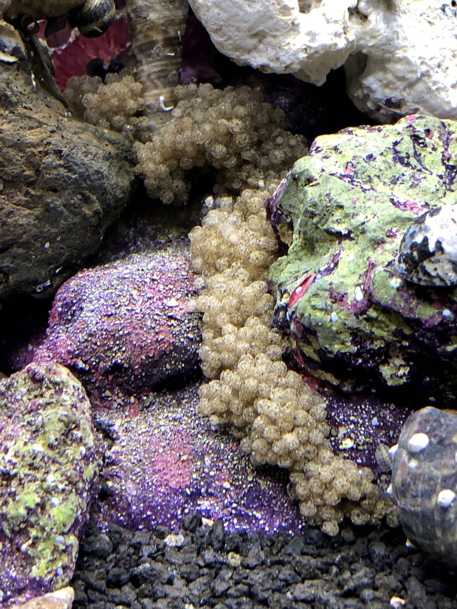 Help Identify these eggs | Reef2Reef
