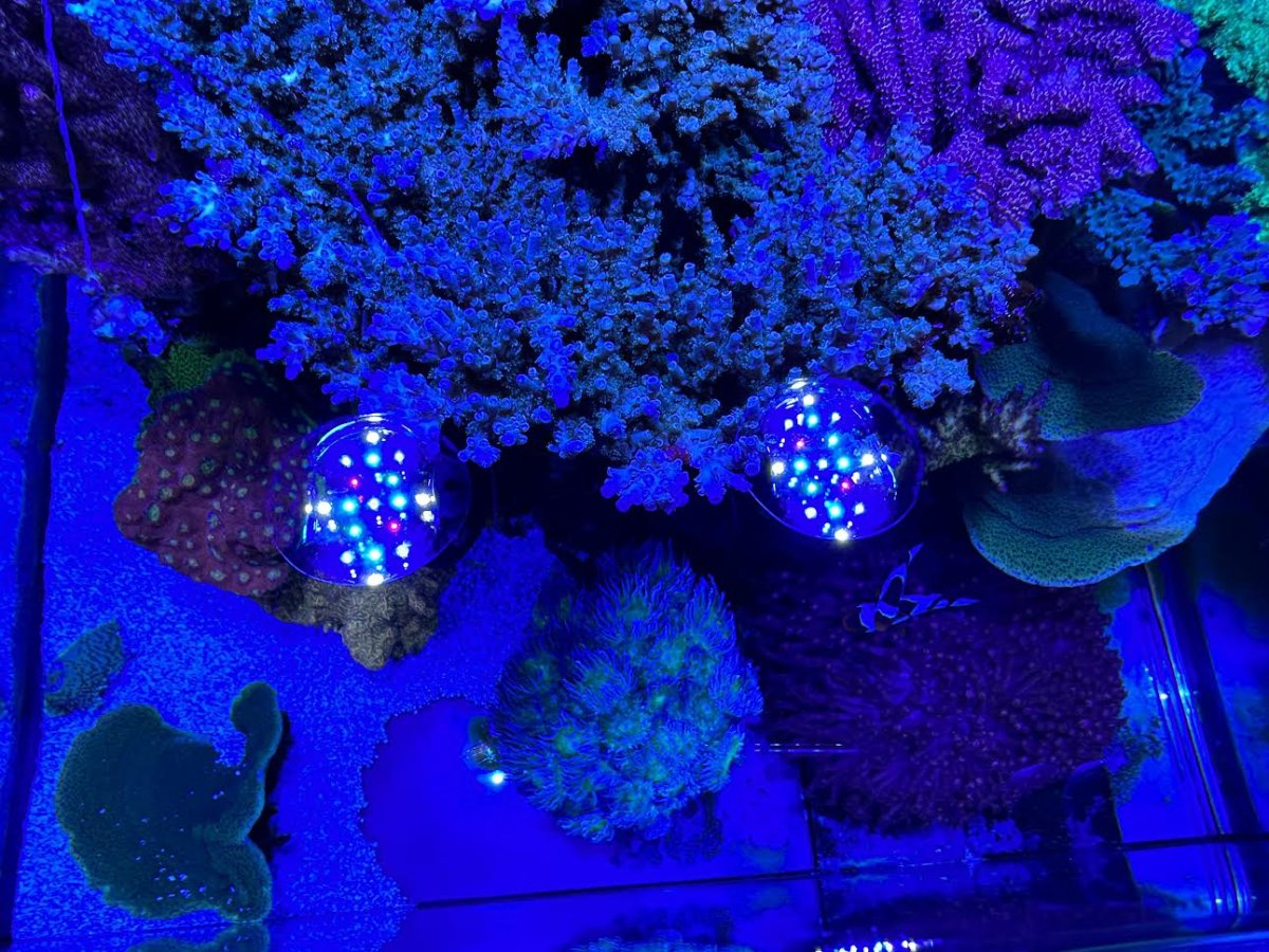 New York - Live Goods - All corals for sale SPS, LPS, GONI, YELLOW TANG ...