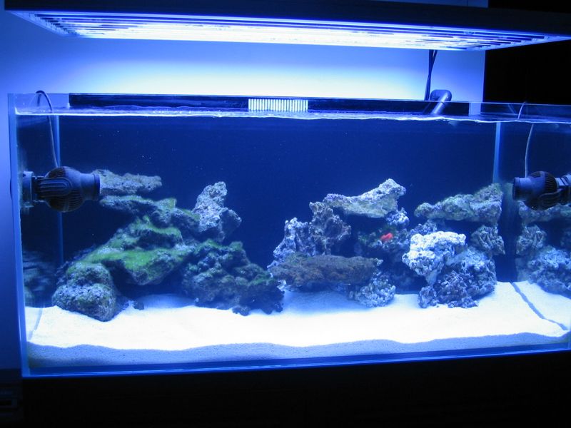 Build Thread - Midnight coffee 120G Reef tank | Page 3 | REEF2REEF ...