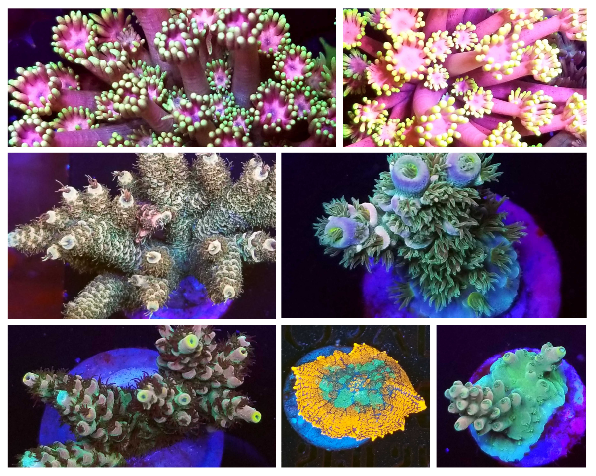 SBB Corals- Back to School Sale! 500 WYSIWYG coral Drop!!! Prize, games ...