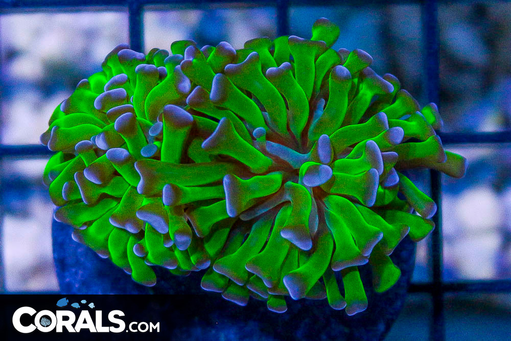 ***HUGE Frag Update Live Now!*** Big Frags, Lots of Polyps! ~Corals.com ...