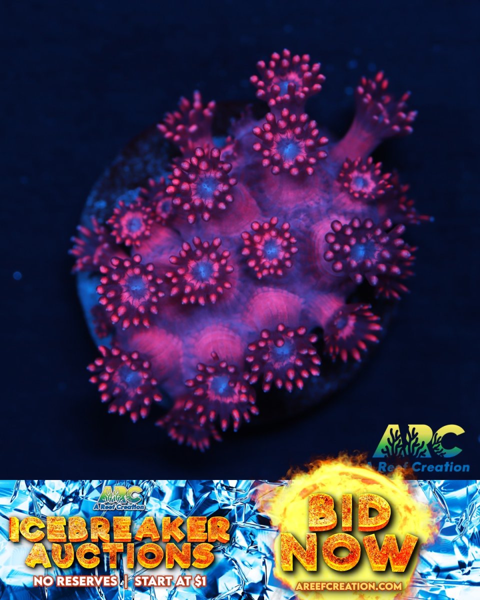 A Reef Creation Auctions END TODAY 9pm ET - CC CHIMERA TORCH, WALT ...