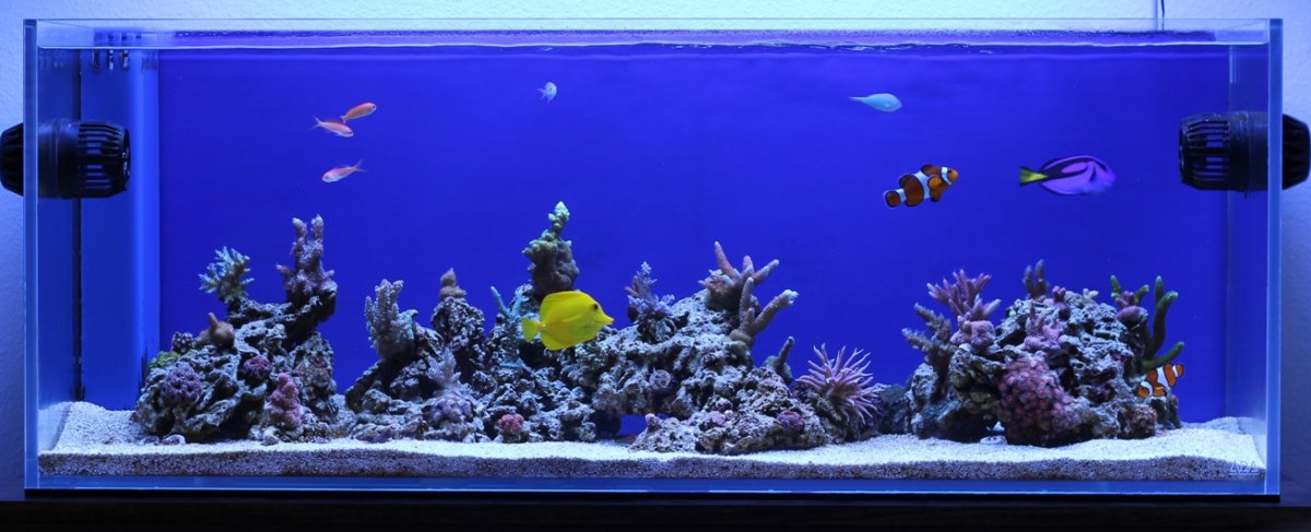 Build Thread - ADA Progression Pics | Reef2Reef