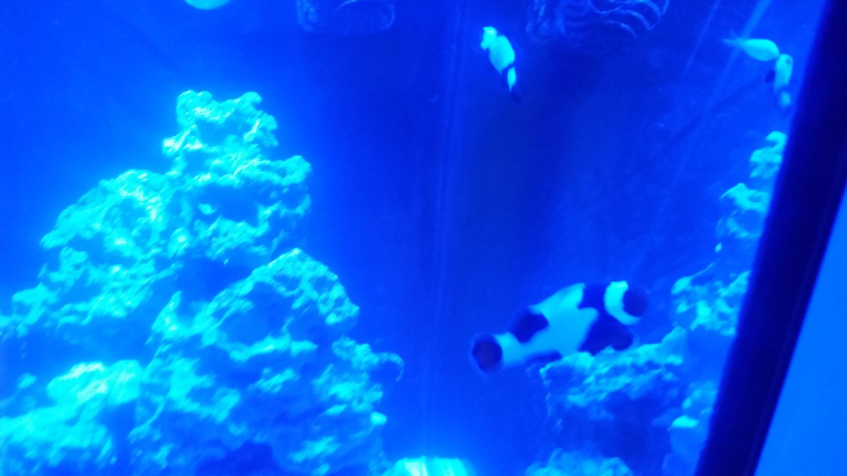 Picasso's and SnowFlakes clownfish club... | Page 43 | Reef2Reef