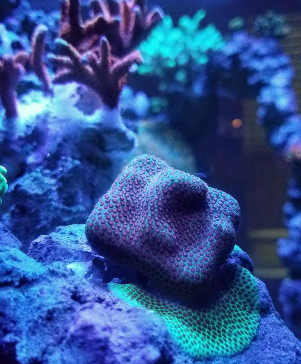 CORAL SPOTLIGHT: Stylocoeniella | Page 2 | Reef2Reef