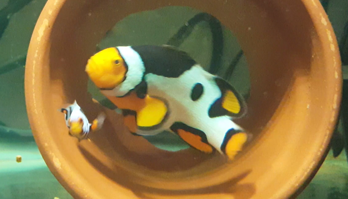 Clownfish sick has white spots/scales | Reef2Reef