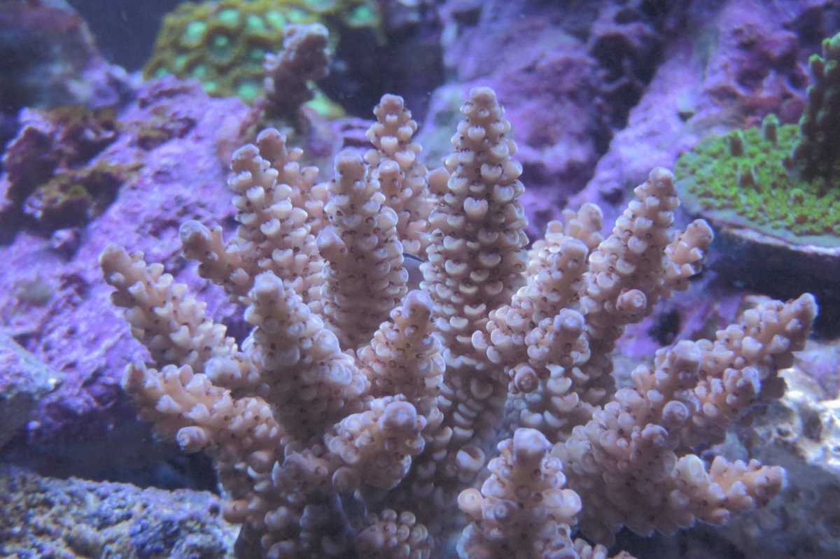 Acro Crabs | Reef2Reef