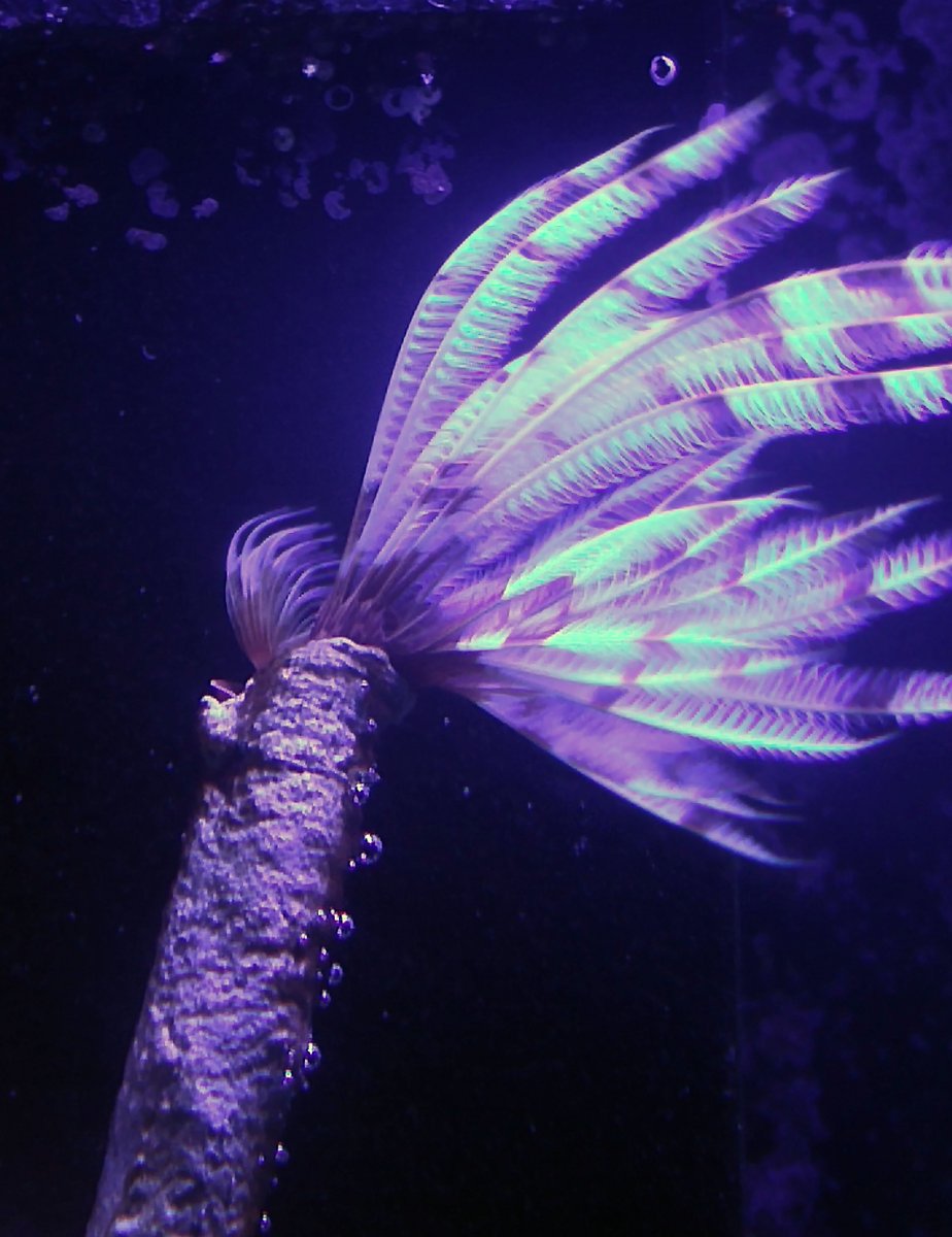 Feather Duster Reproducing Reef2reef 