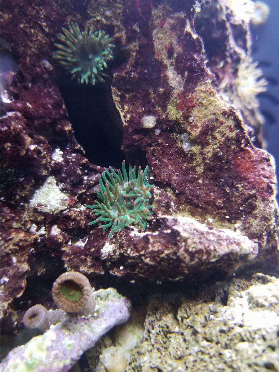 Nano Build - 5 Gallon Pest (Anemone) Tank | Reef2Reef
