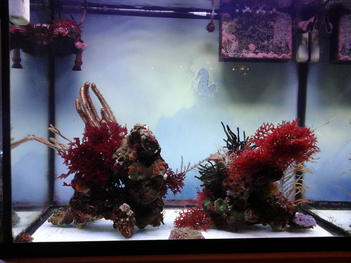 Tips for aquascaping a tall tank | Reef2Reef