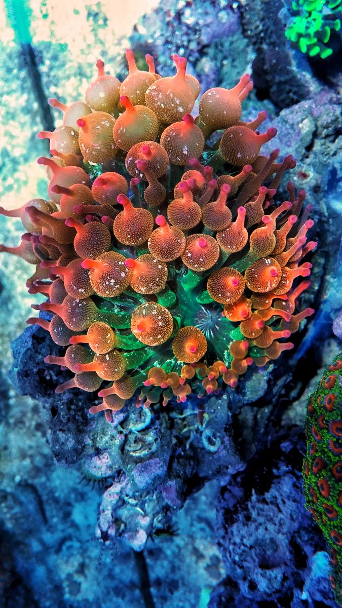 Nightcrawlers for Corals and Fish | Reef2Reef