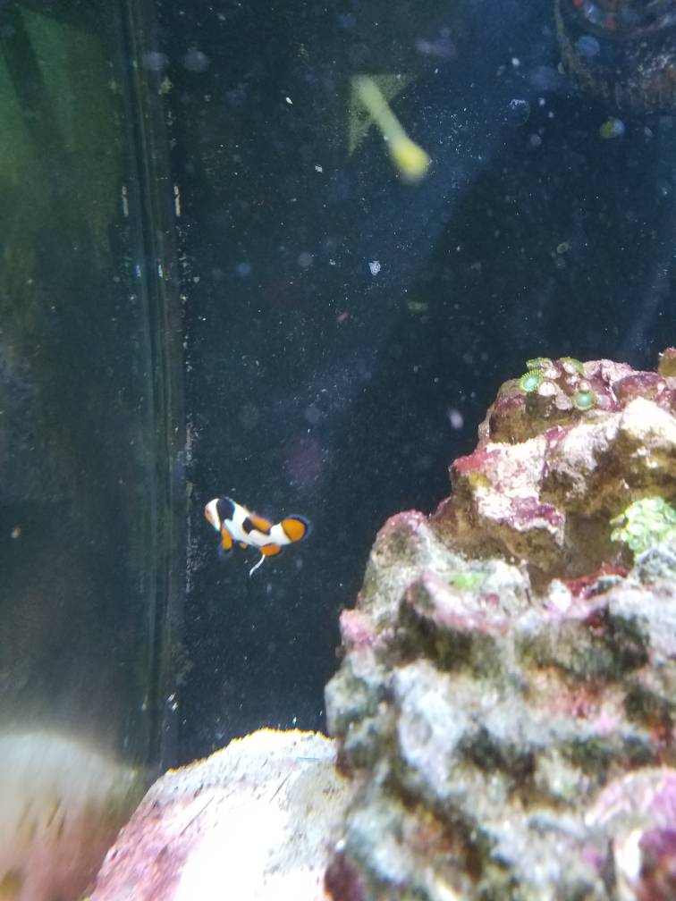 White, stringy poop? | Reef2Reef